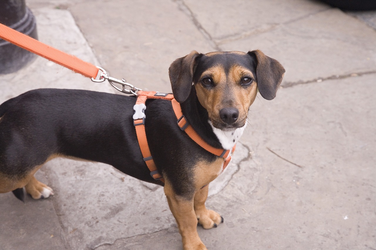 Guide to Choosing a Dog Lead - Holly's Happy Hounds