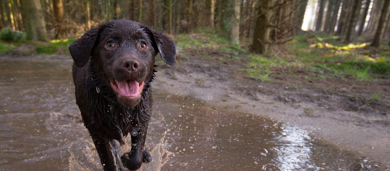 Contact - Holly's Happy Hounds